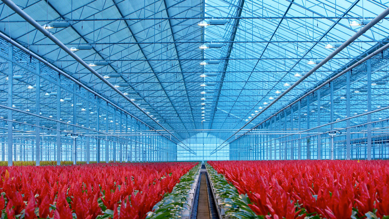 Internationaal | Topsector Tuinbouw & Uitgangsmaterialen