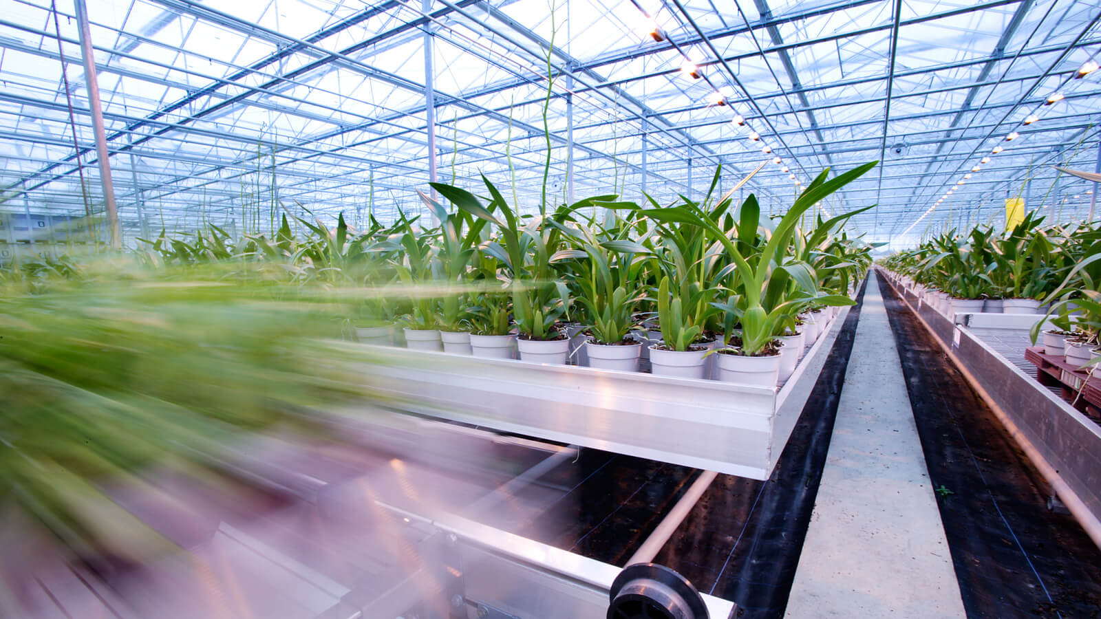 IMPACT T&U | Topsector Tuinbouw & Uitgangsmaterialen