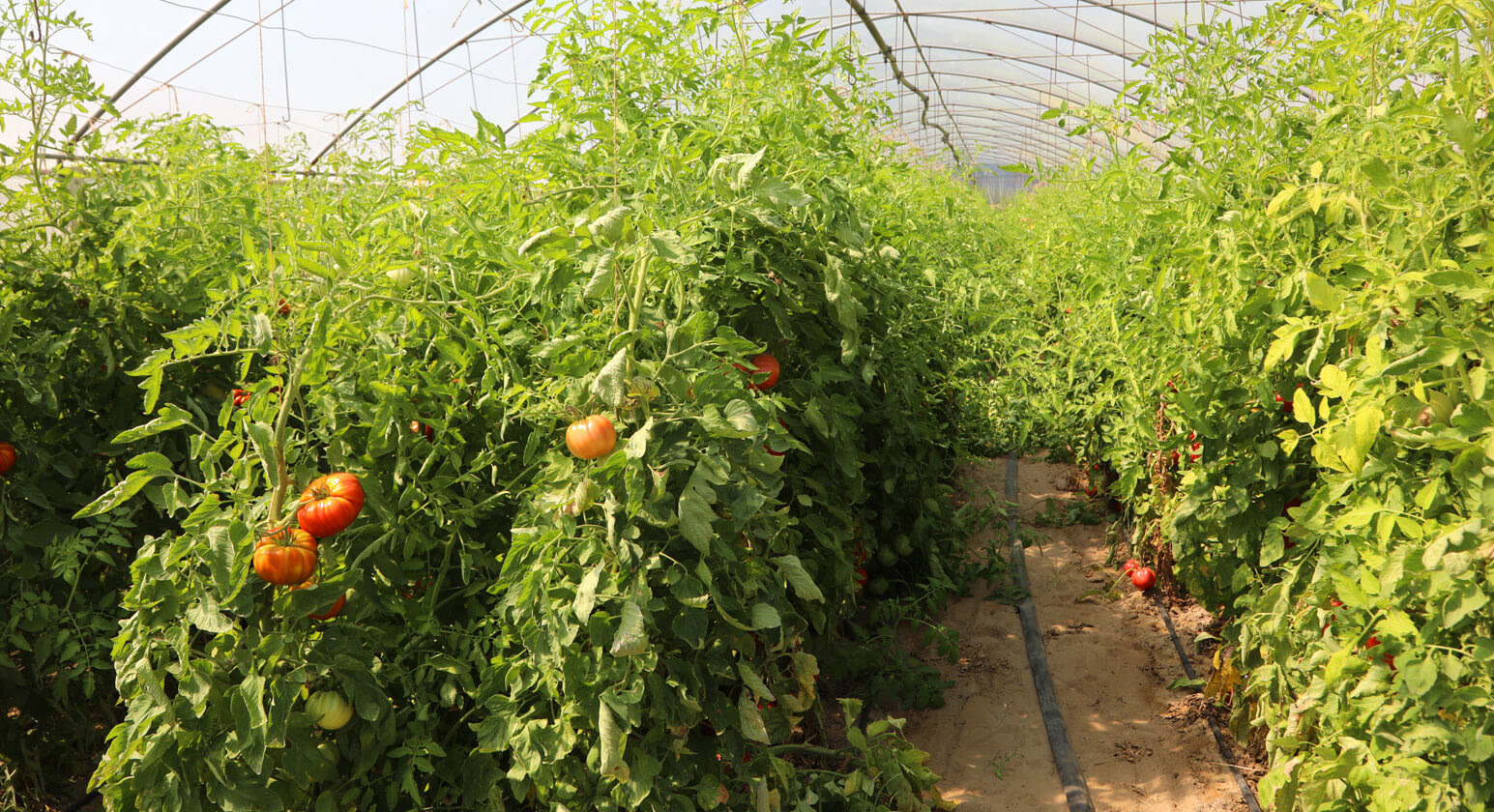 Bouwen aan Marokkaans-Nederlands tuinbouw ecosysteem | Topsector ...